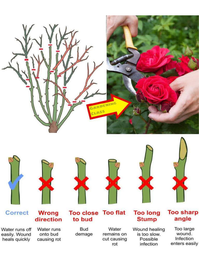 Rose and Pruning | PDF