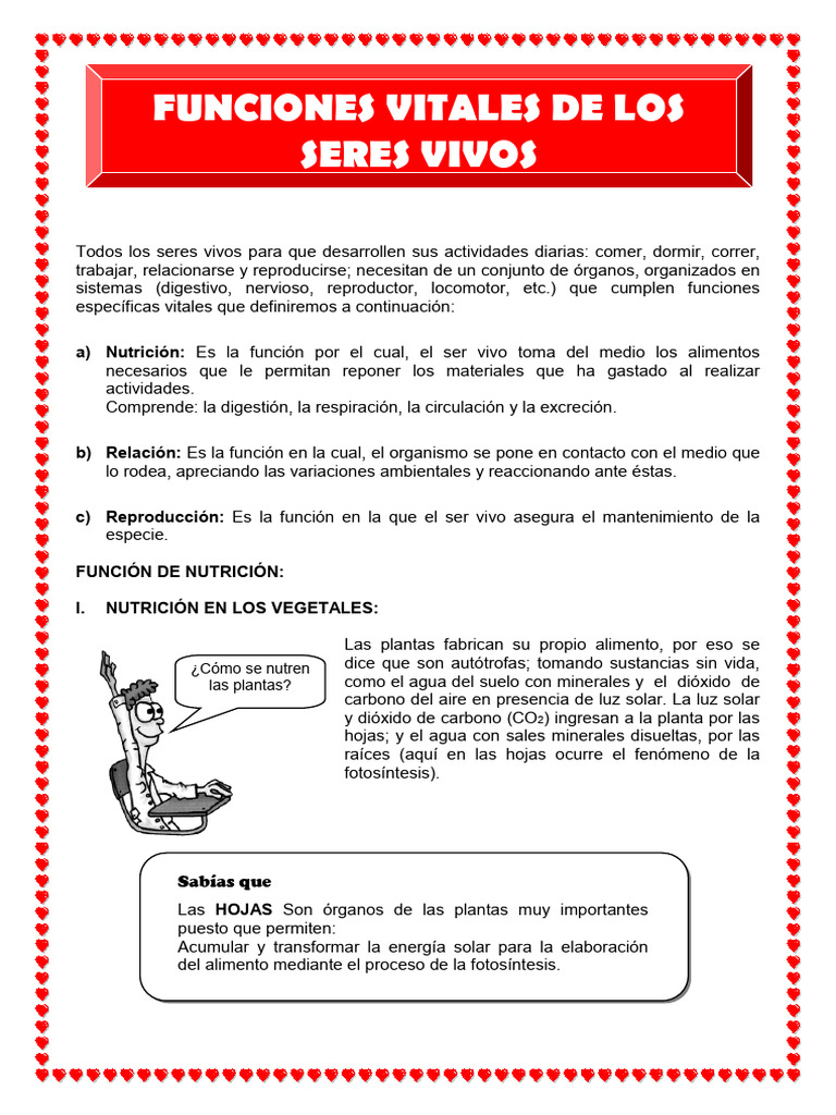 FICHA Funciones Vitales de Los Seres Vivos | PDF | Plantas | Digestión