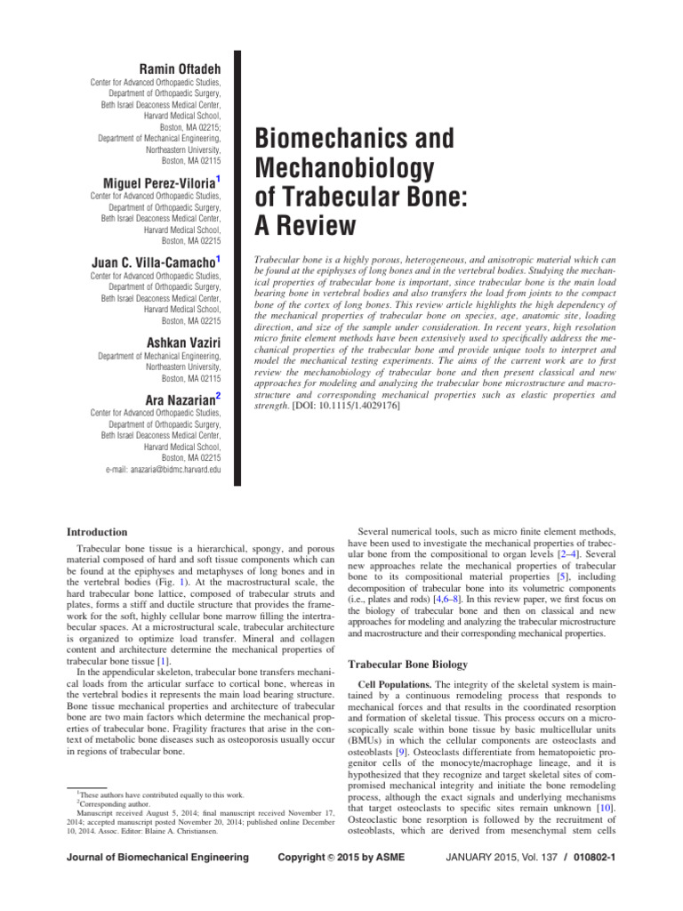 Hueso | PDF | Bone | Osteoblast