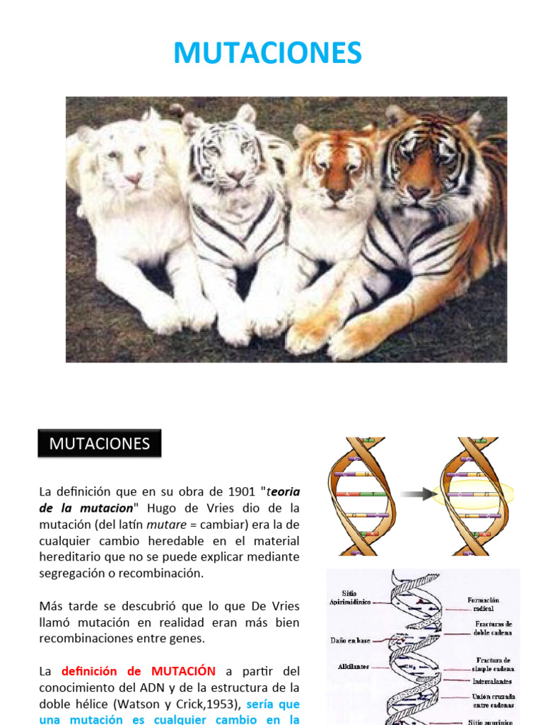 MUTACIONES | PDF | Mutación | Adn