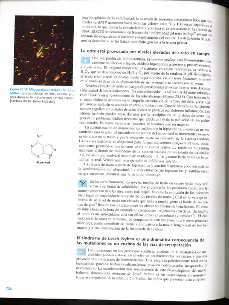 Aumento en Los Niveles de Urato Durante La Evolución de Lo Primates ...