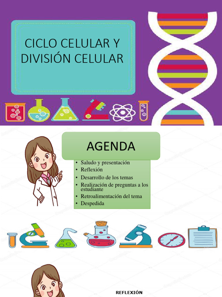 CICLO CELULAR Y DIVISION CELULAR- DIAPOSITIVAS -GT 01-BIOLOGIA ...