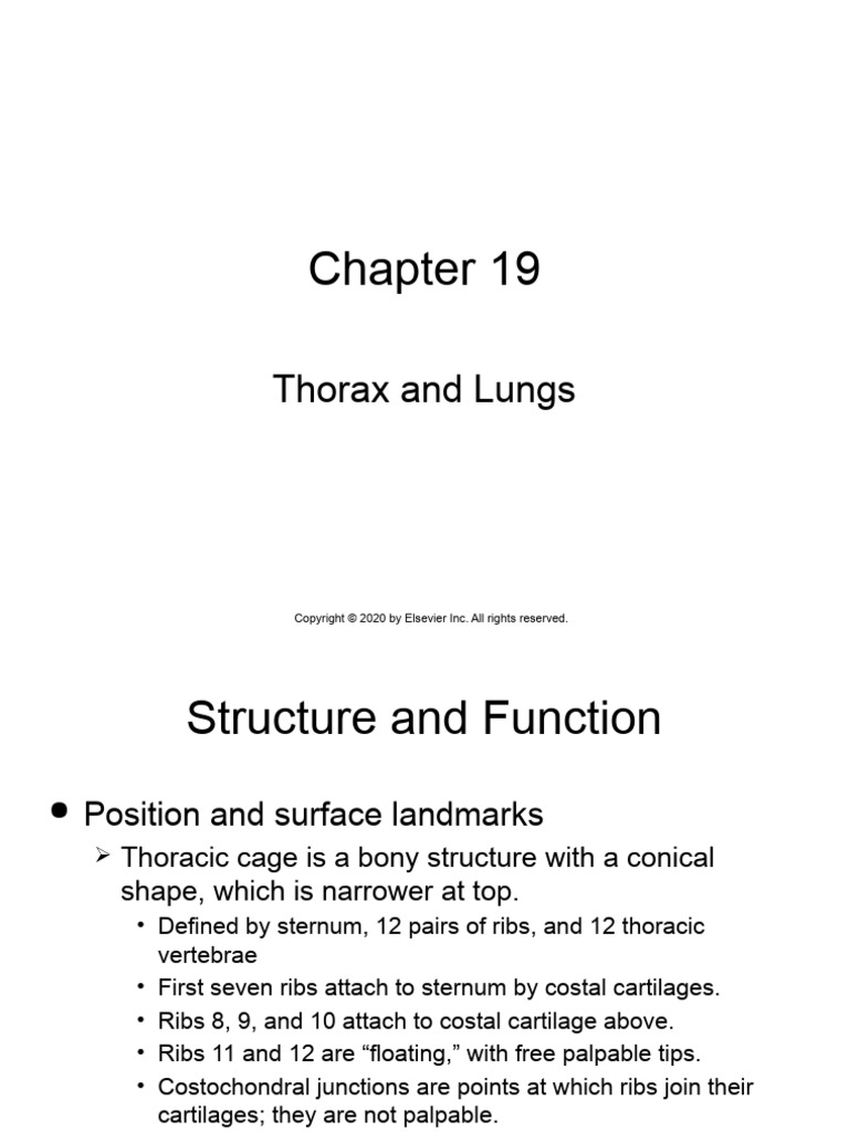Chapter - 019-Thorax and Lungs | PDF | Lung | Respiratory Diseases