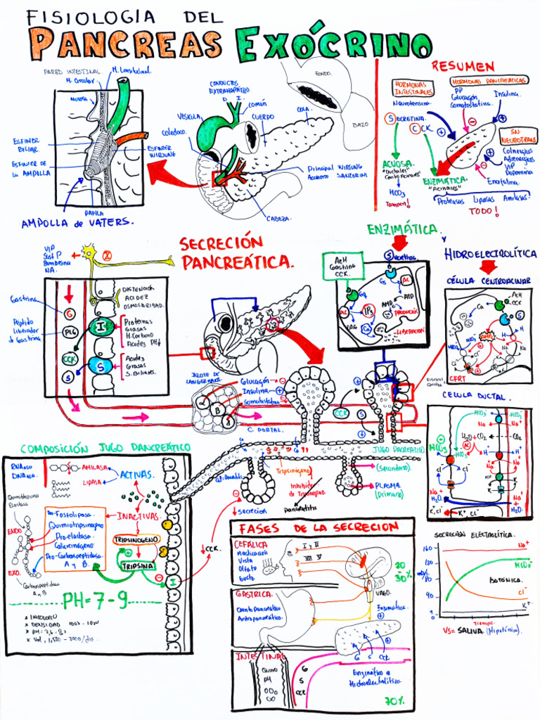 FISIOLOGIA PANCREAS EXOCRINO, david vargas, ESQUEMA | PDF