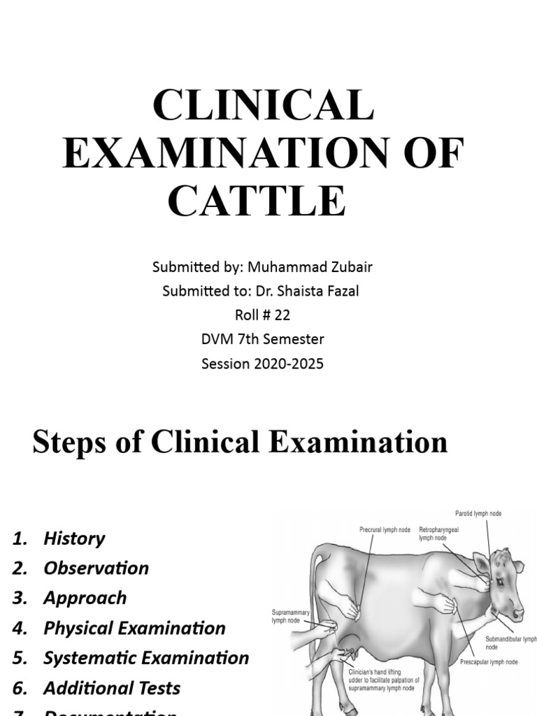 CLINICAL EXAMIN-of Cattle | PDF | Pulse | Breathing