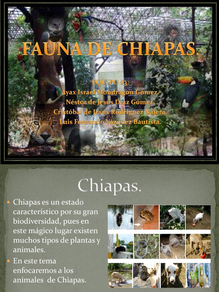 Fauna de Chiapas | PDF | Mamíferos | Reptil
