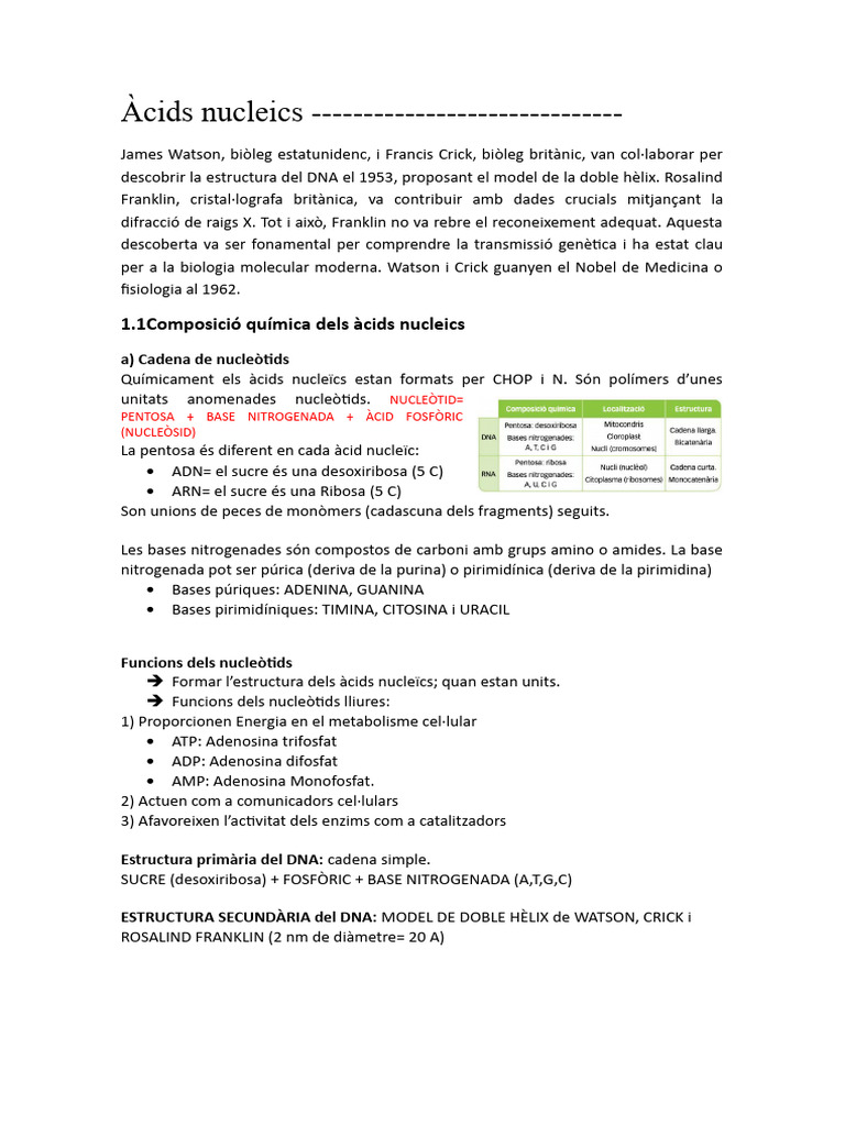Àcids Nucleics | PDF