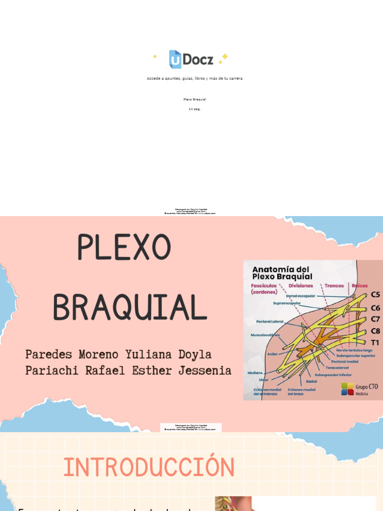 Guía Completa del Plexo Braquial | PDF | Neuroanatomía | Anatomía humana