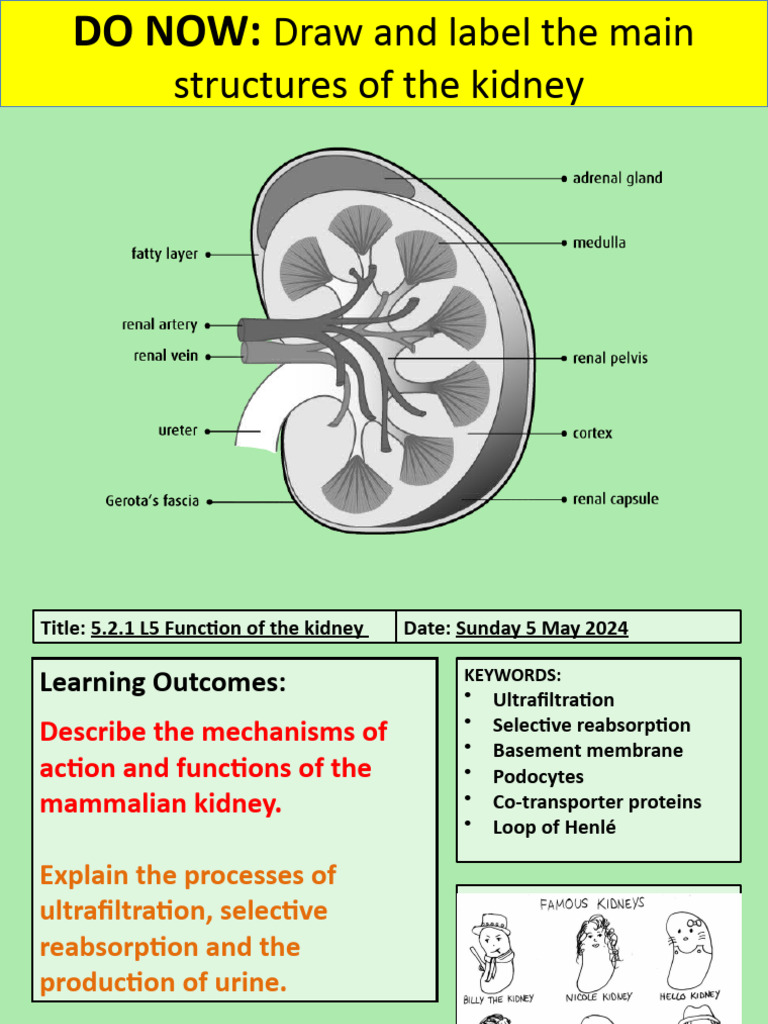 L5 Kidney Functions | PDF | Kidney | Urinary System