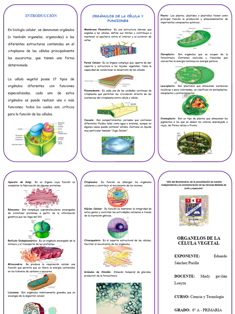 ORGANELOS DE LA CELULA | PDF | Biología Celular) | Citoplasma ORGANELOS DE LA CELULA | PDF | Biología Celular) | Citoplasma