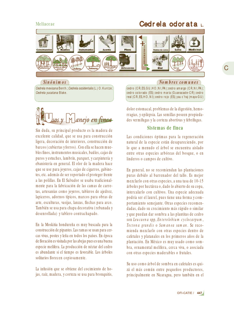 cedrela odorata | PDF | Siembra | café