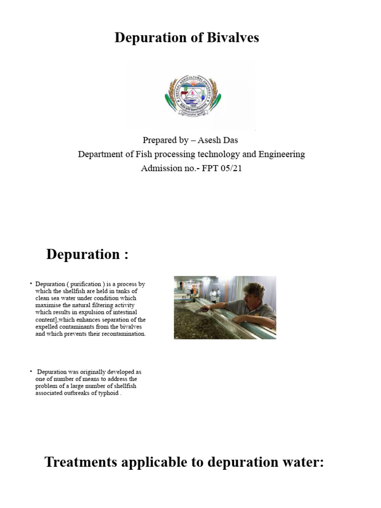Depuration of Bivalves FINAL | PDF | Water Purification | Bacteria