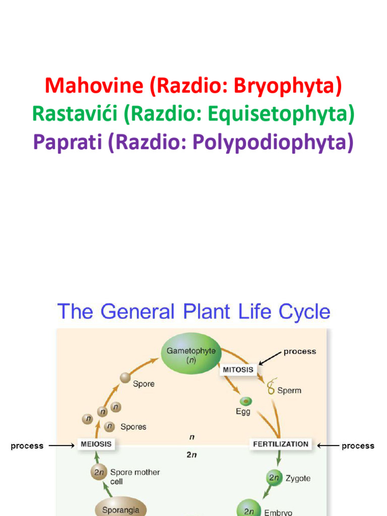 Mahovine, Rastavici I Paprati | PDF