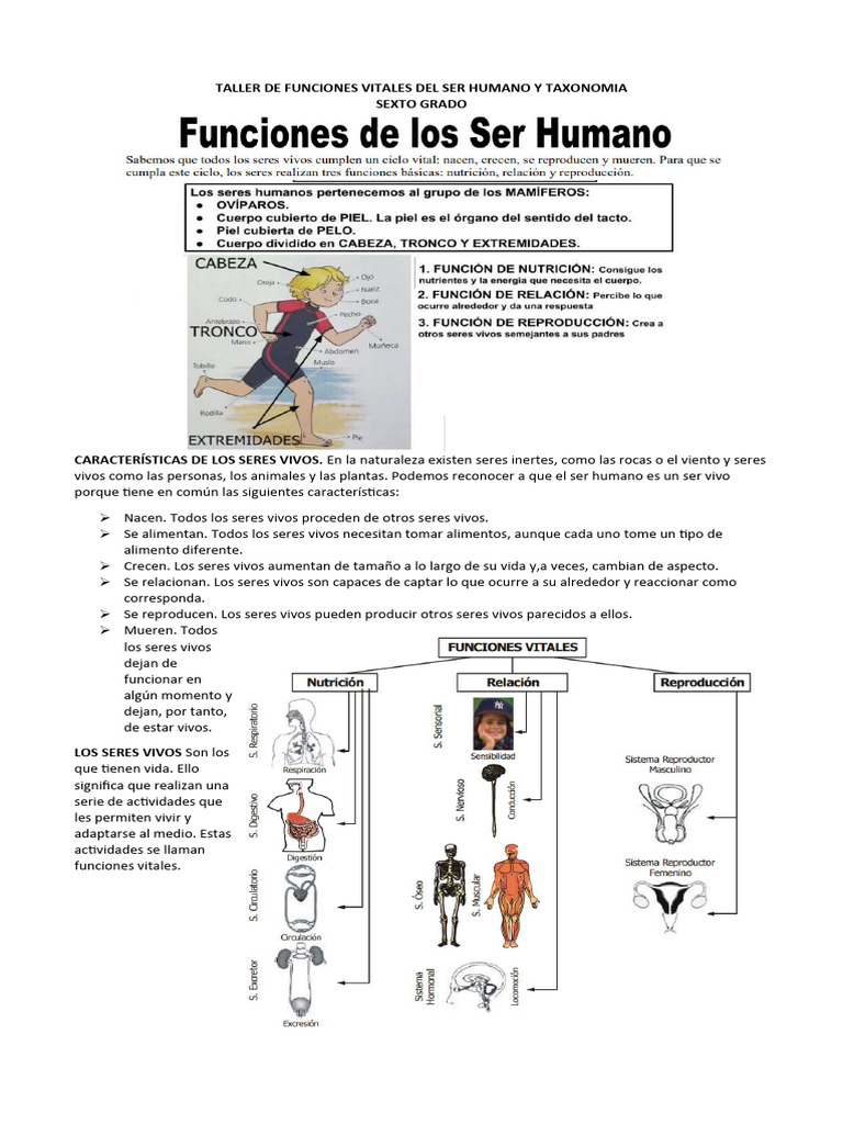 Taller De Funciones Vitales Del Ser Humano Y Taxonomia Pdf