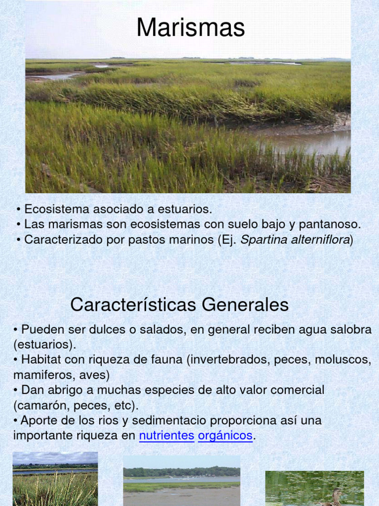 Marismas y Manglares | PDF | Mangle | Ecología