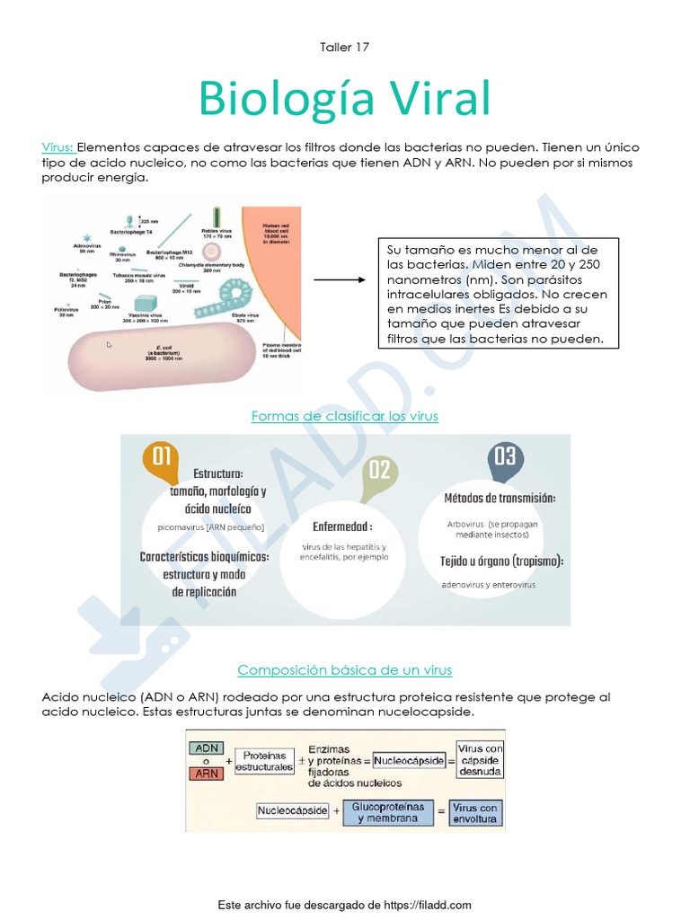 Clasificación y Ciclo de Virus | PDF | Virus | Rna