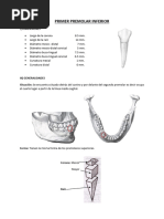 Premolares Inferiores | PDF | Boca | Anatomia dental
