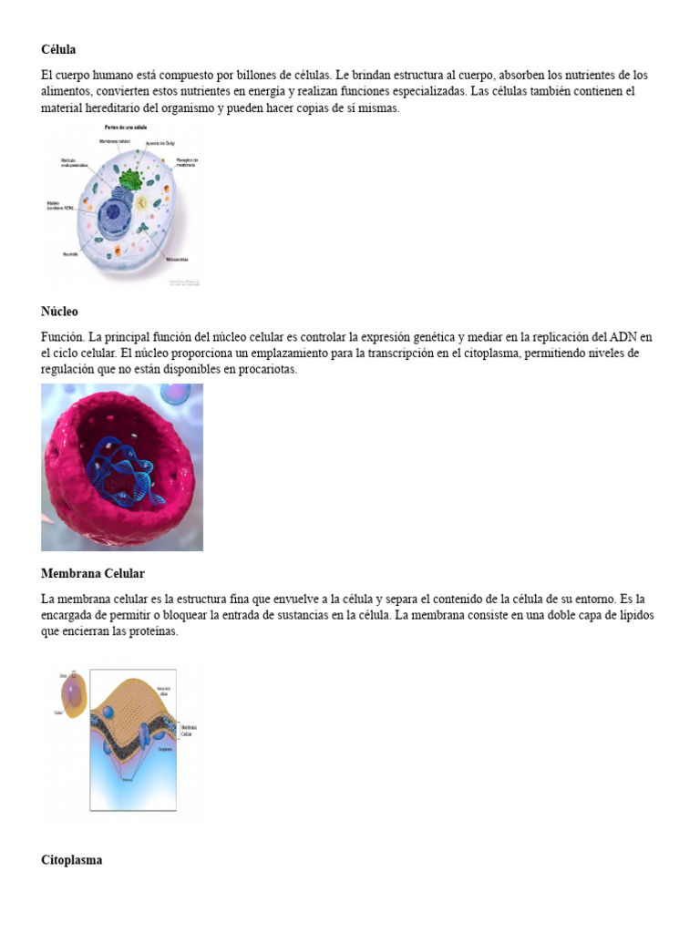 Célula Nucleo Membrana Pdf