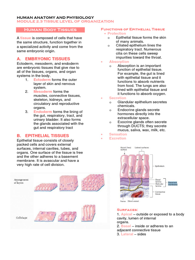 Understanding Human Tissue Types | PDF | Epithelium | Muscle