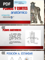 Cortes Anatomicos | PDF | Términos anatómicos de ubicación | Anatomía ...