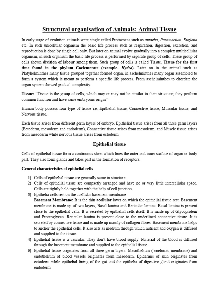 Animal Tissue Structure Overview | PDF | Epithelium | Muscle