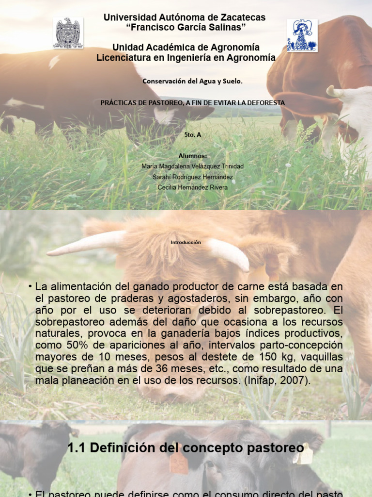 El Pastoreo | PDF | Pasto | Pasto