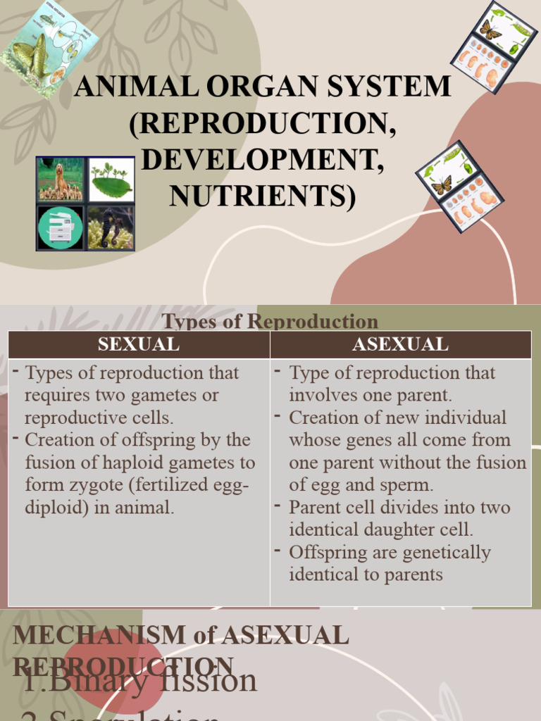 Animal Reproduction | PDF | Sexual Reproduction | Reproductive System