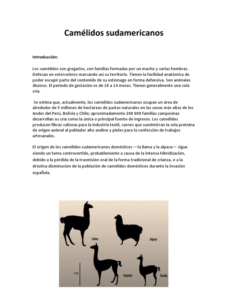 Camélidos Sudamericanos | PDF | Incluso los ungulados de dedos | Naturaleza