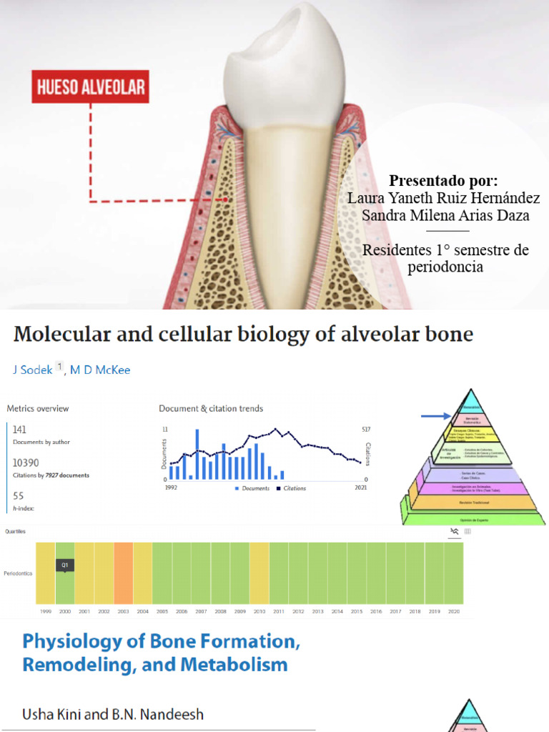 Seminario Hueso Alveolar | PDF | Hueso | La matriz extracelular