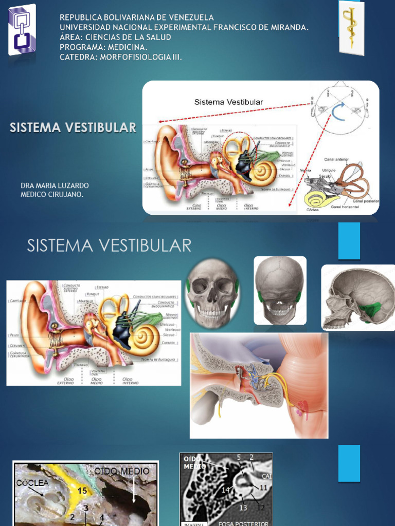 Sistema Vestibular Pdf Pdf Cerebelo Neuroanatomía