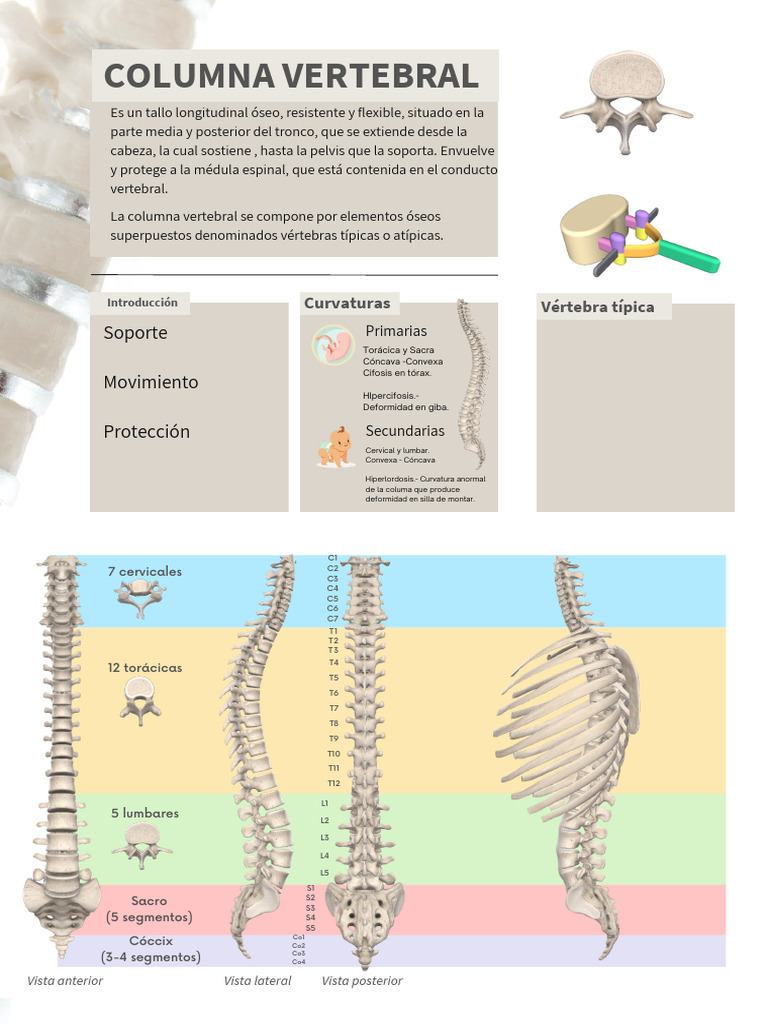 Vertebras | PDF | Vértebra | La columna vertebral