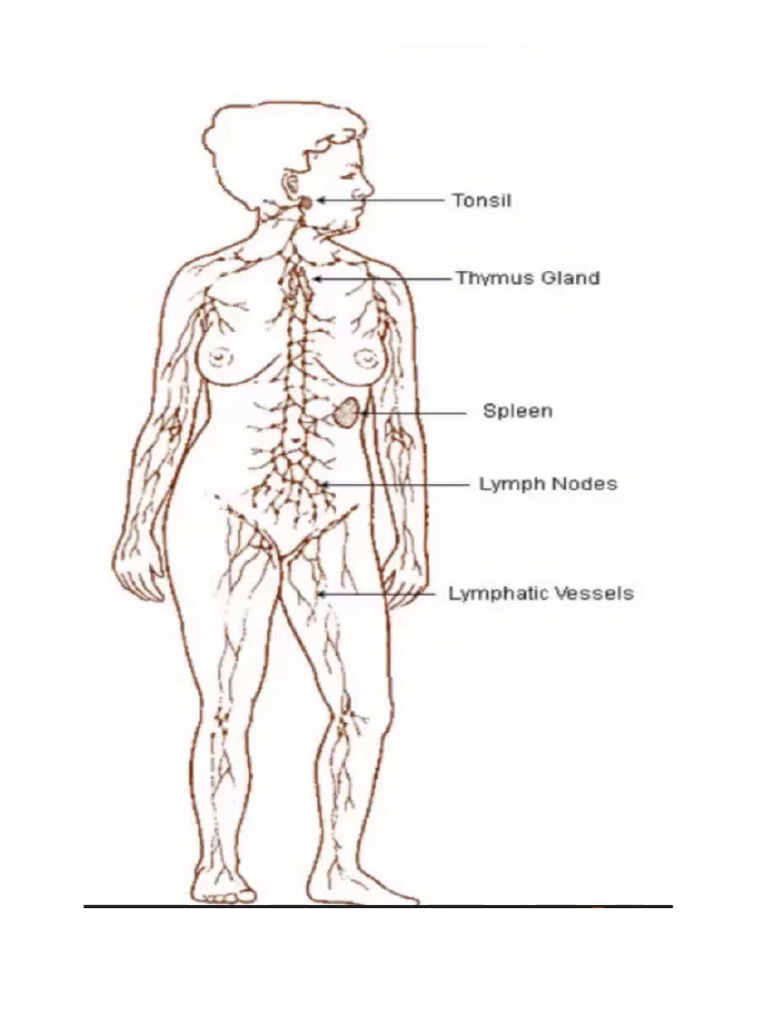 TLTK - He Bach Huyet | PDF