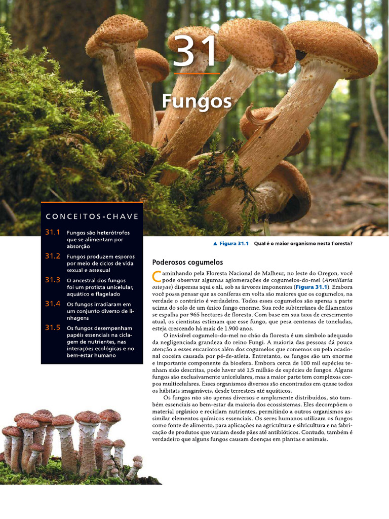 REINO FUNGI Tudo Sobre FUNGOS | PDF