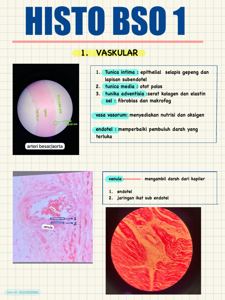Histo Bso 1 | PDF