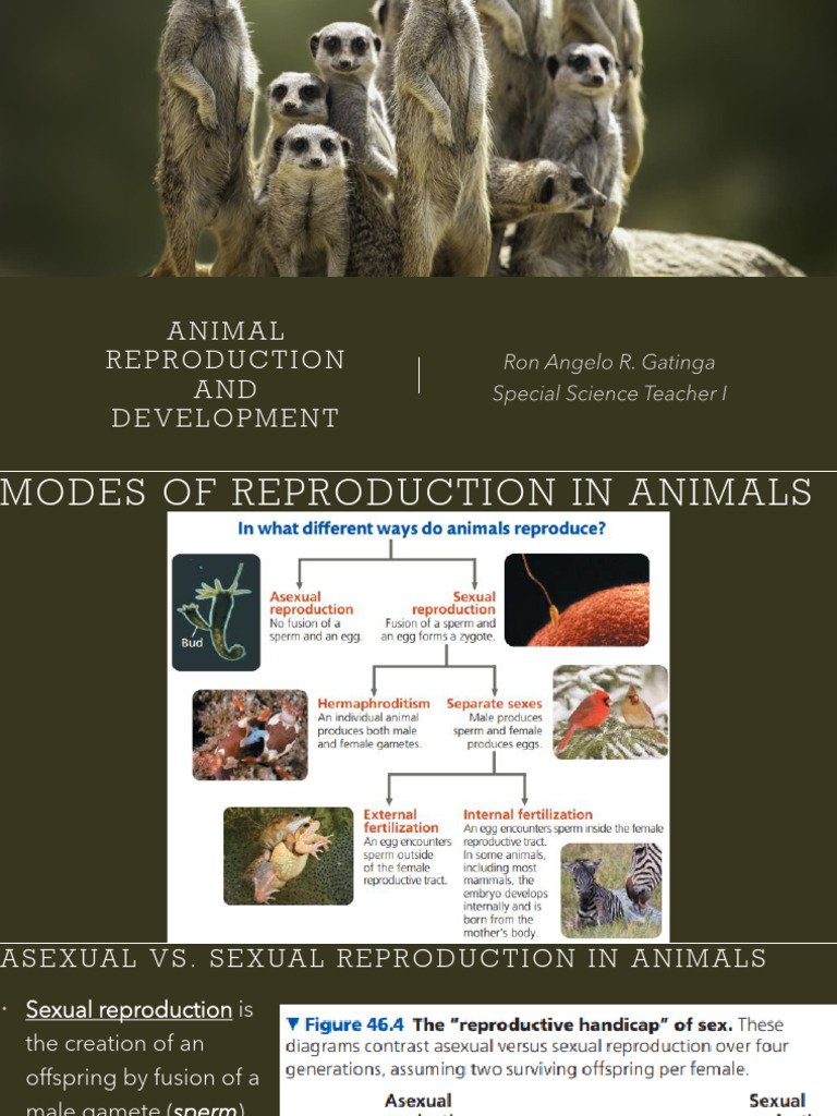 Animal Reproduction and Development Modes | PDF | Menstrual Cycle ...