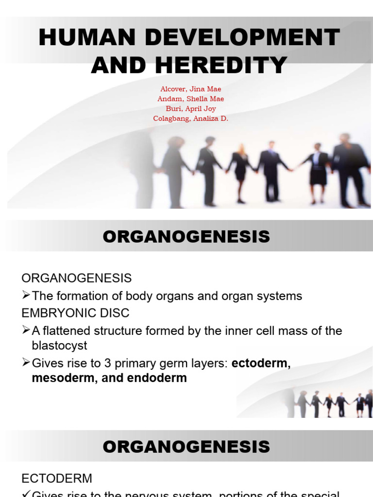 Human Development Group Report 1 | PDF | Lactation | Childbirth