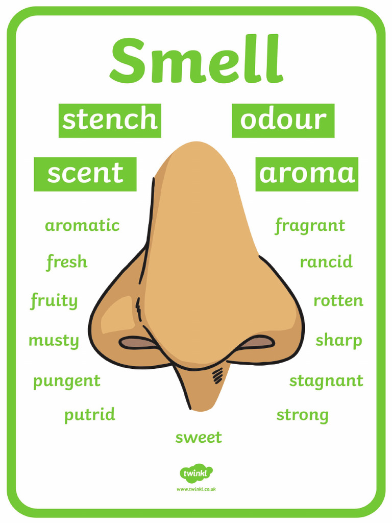 t t 252939 Smell Vocabulary Display Poster | PDF