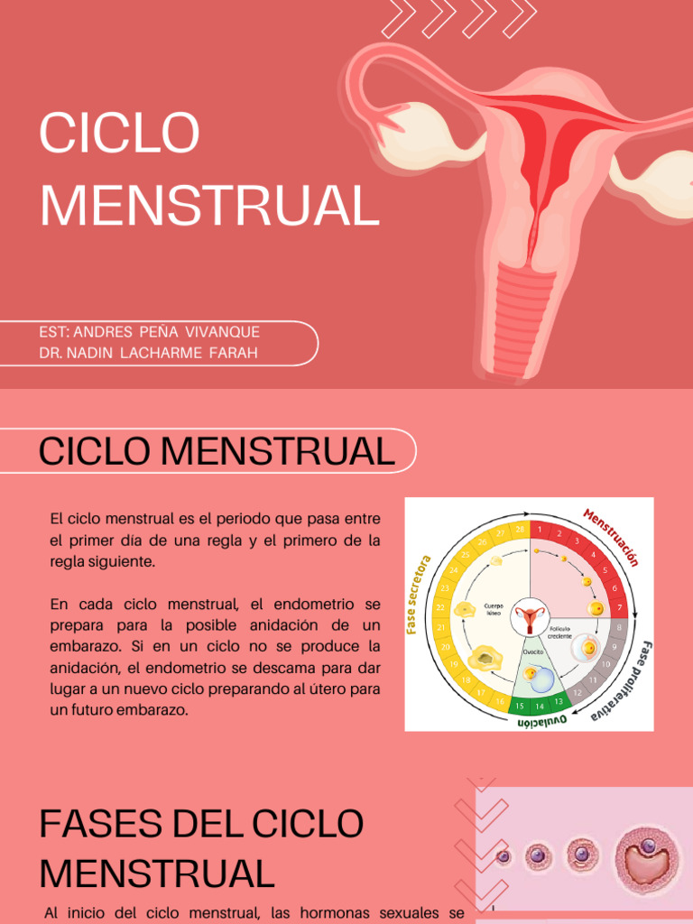 Ciclo Menstrual | PDF | Ciclo menstrual | Ginecología