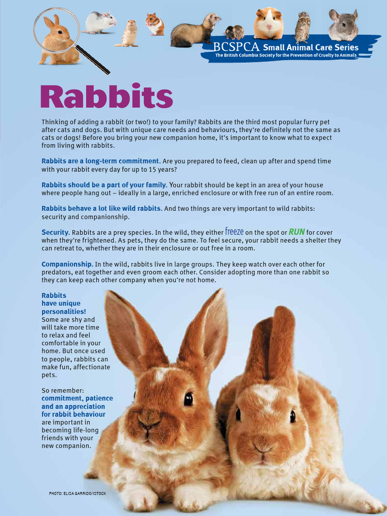Rabbit Handbook | PDF | Pet | Rabbit