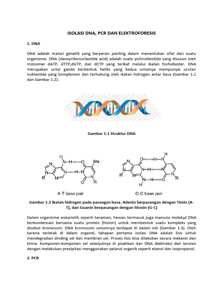 Modul Praktikum Isolasi DNA, PCR, dan elektroforesis 2024 | PDF