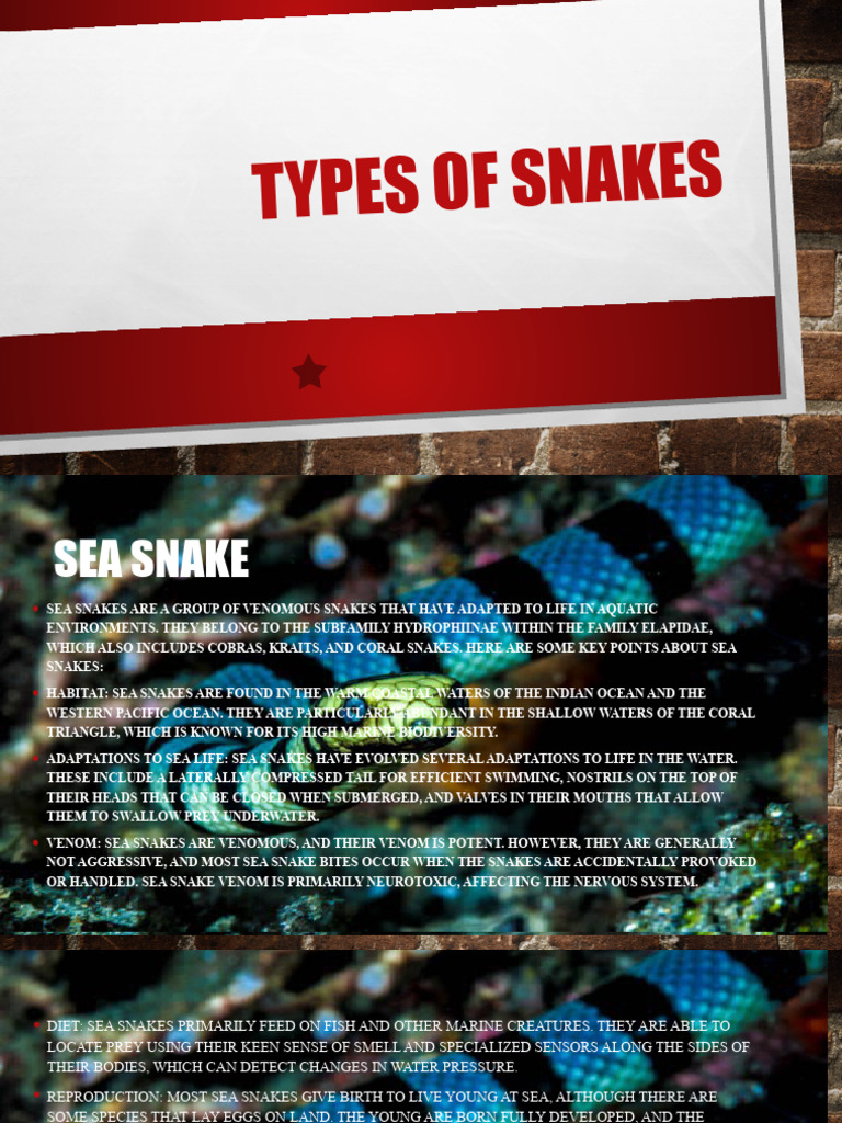 Sea Snakes and Elapids Overview | PDF | Snake | Squamata