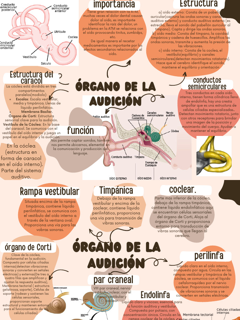Órgano de La Audición y VIII Par Craneal | PDF | Oído | Escuchando