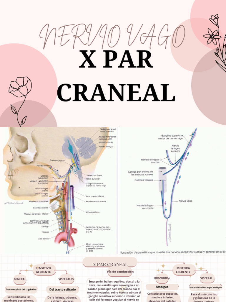 X Par Craneal | PDF | Nervio vago | Sistema nervioso