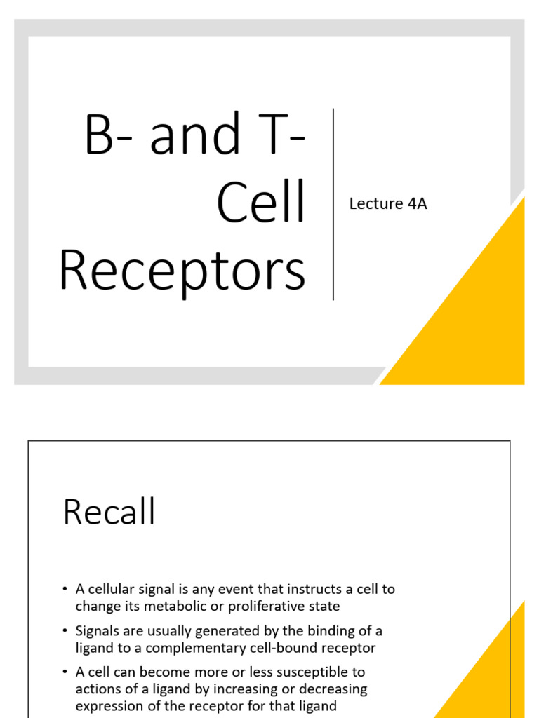 Lecture 4A B - and T-Cell Receptors | PDF | Cell Signaling | T Cell