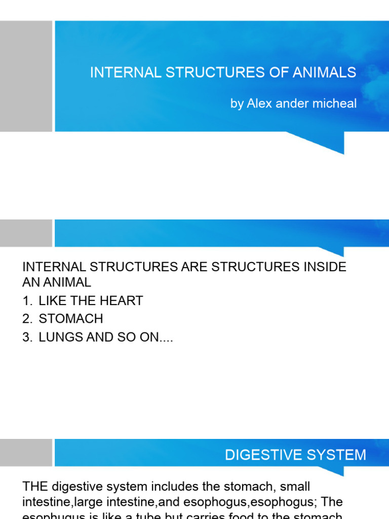 Internal Structures of Animals | PDF