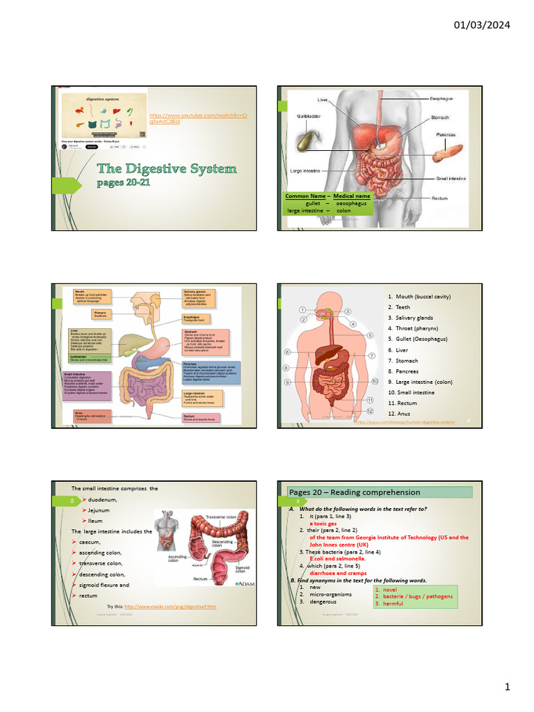 5_Digestive+and+Urinary+Systems_pp20-22_Feb2024 | PDF | Human Digestive ...