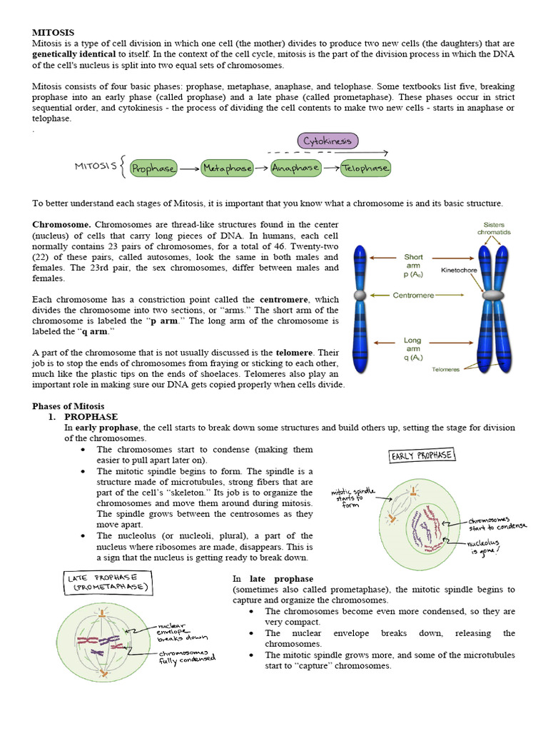 Mitosis-Lesson-Activity-Handout (1) | PDF | Mitosis | Chromosome
