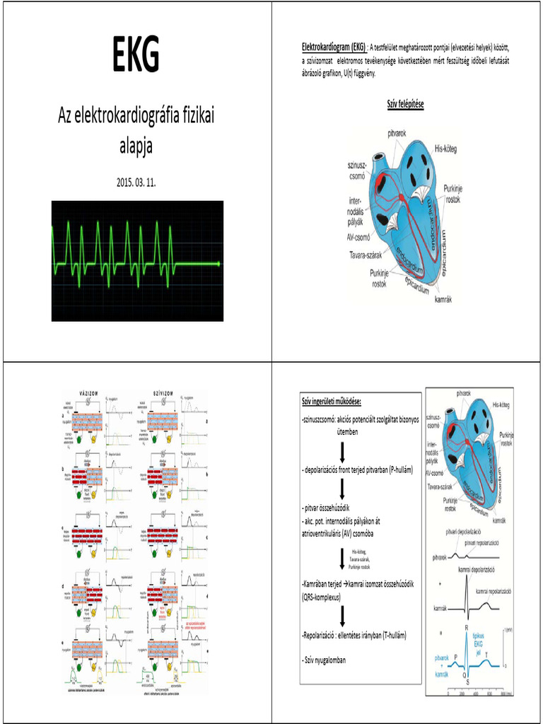 Az Elektrokardiográfia Fizikai Alapja: Elektrokardiogram (EKG) | PDF