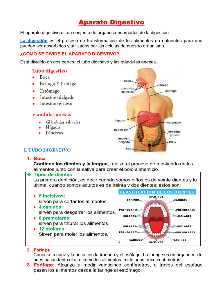 Ficha Aparato Digestivo | Descargar gratis PDF | Sistema digestivo ...