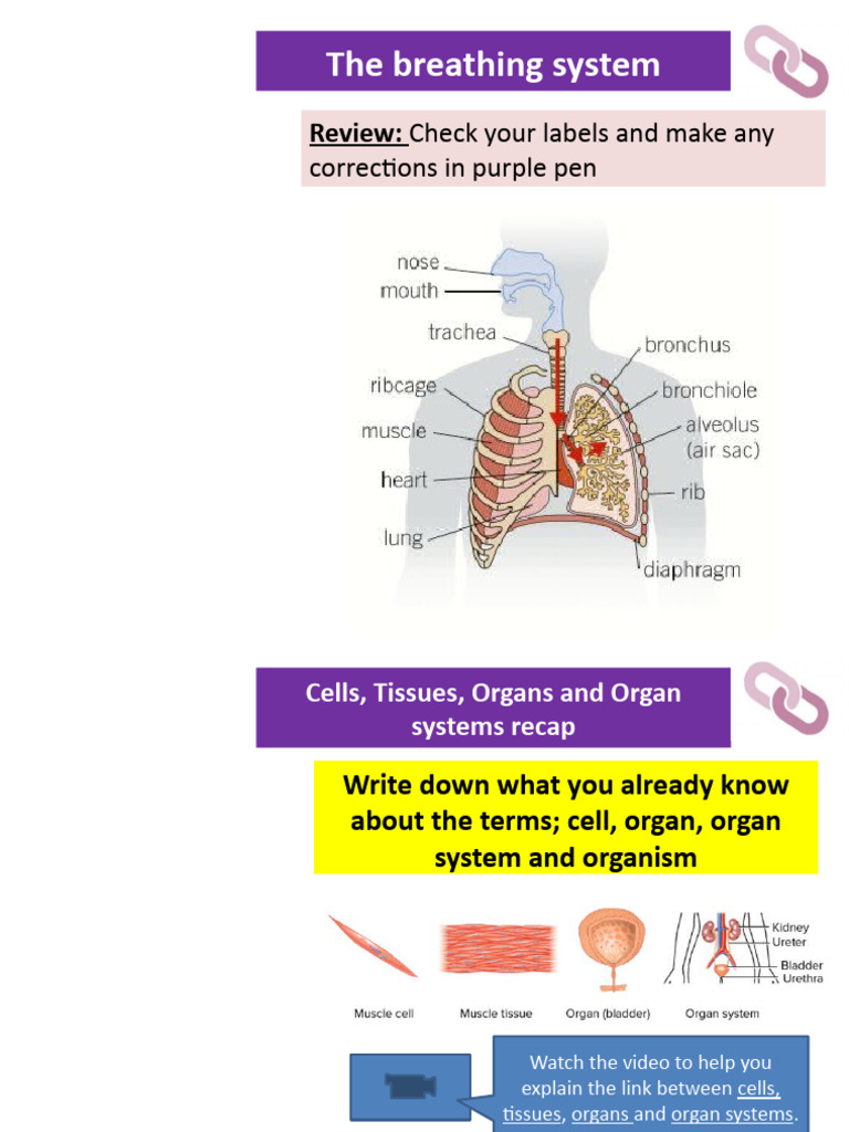 Gas-Exchange | PDF | Breathing | Lung